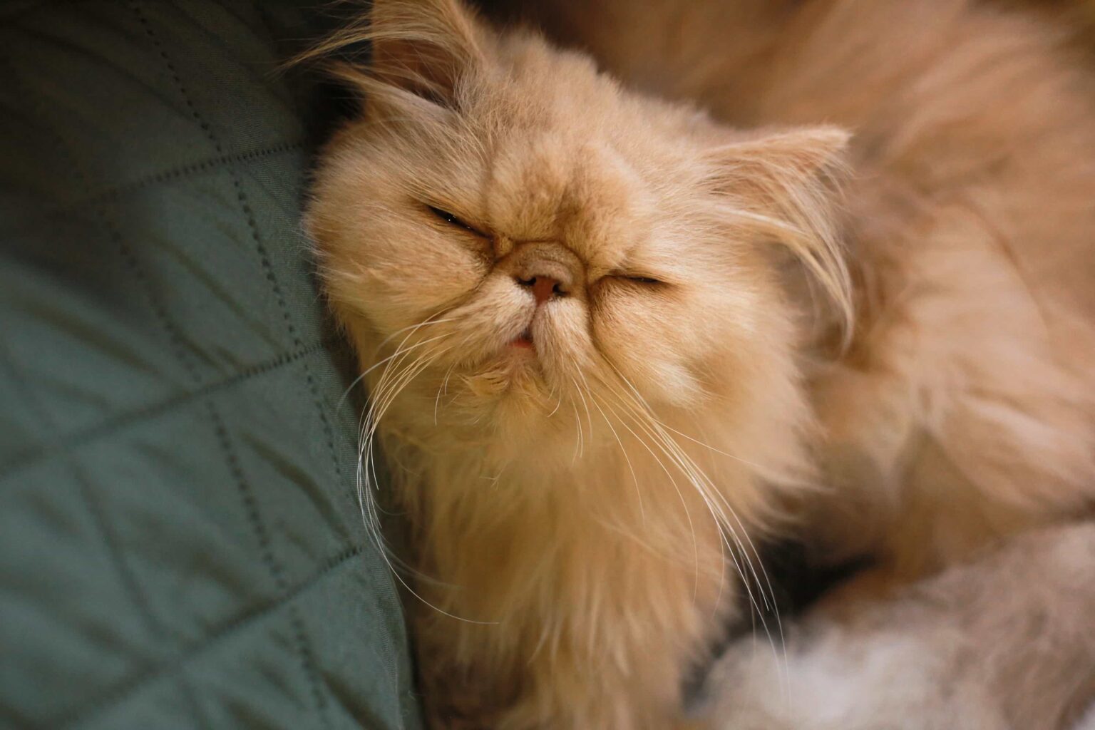 İran Kedisi Özellikleri - Kedi Cinsleri